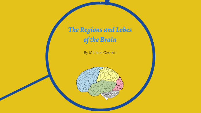 The Regions and Lobes of the Brain by Michael Caserio on Prezi