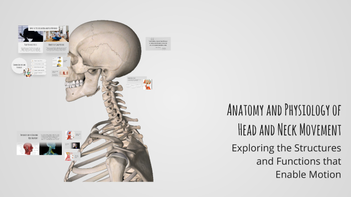 Anatomy and Physiology of Head and Neck Movement by Mridul Bhatti on Prezi