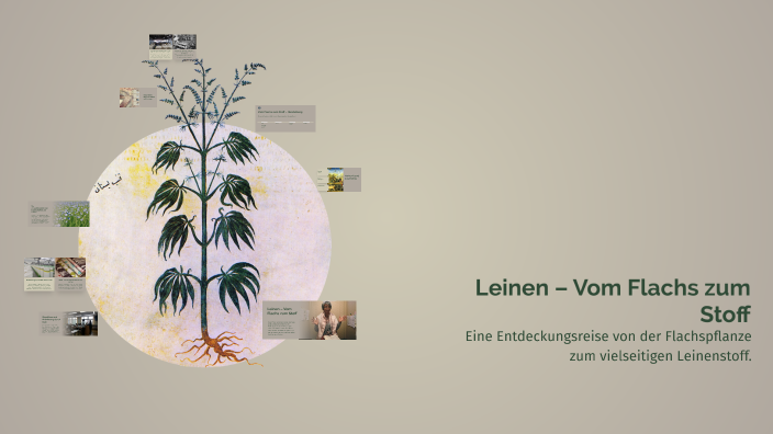 Leinen – Vom Flachs zum Stoff by Nathalie Zwicky on Prezi