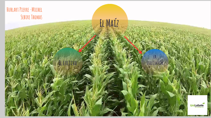 cultivo y utilización del maíz by thomas sebire on Prezi