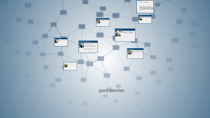giant pandas by matthew livers on Prezi