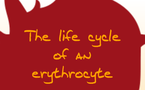 Erythrocyte Life Cycle by Louise Fisher on Prezi