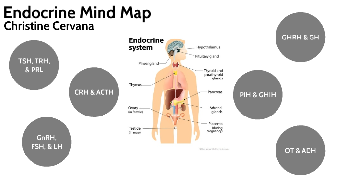 Endocrine Mind Map by Chris Cervana on Prezi