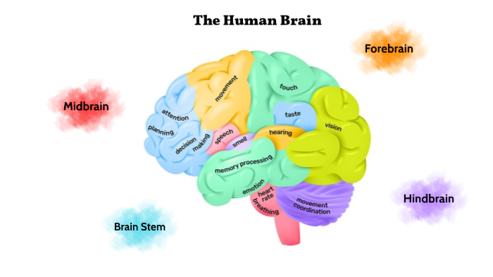The Human Brain by Jake Bushnell on Prezi