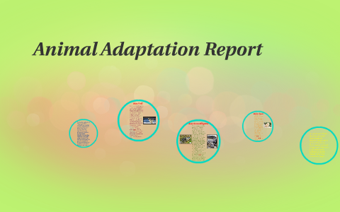 Animal Adaptation Report by Olivia Papadopoulos on Prezi