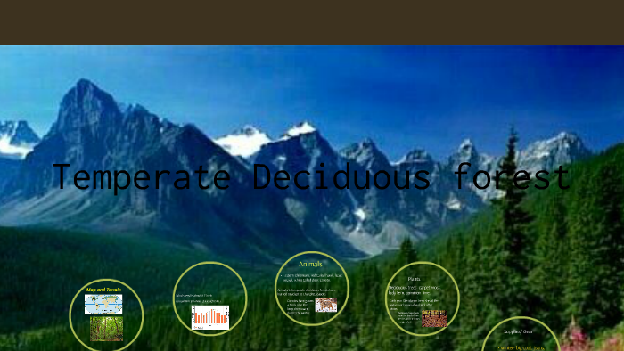 Temperate Deciduous forest by sebastian frazier on Prezi