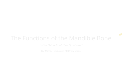 Functions of the Mandible Bone by Michael Serpa on Prezi