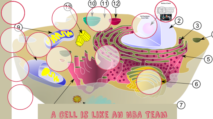 A Cell is like an NBA Team by Luke Buttrick on Prezi