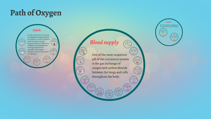 Path of Oxygen and Carbon Dioxide by Maddy Lee on Prezi