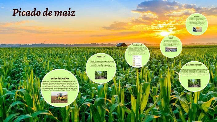 Picado de maiz by Pedro Lanzi on Prezi