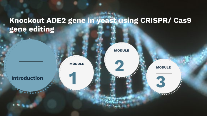 CRISPR/cas9 gene editing to disrupt the ADE2 gene in yeast by Elianna Z ...