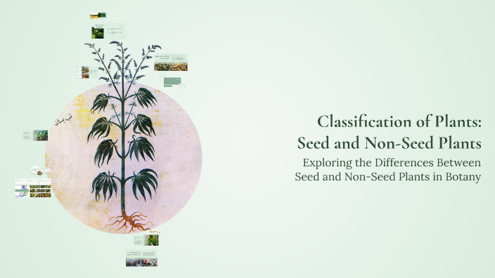 Classification of Plants: Seed and Non-Seed Plants by Fatema Qaddoumi ...