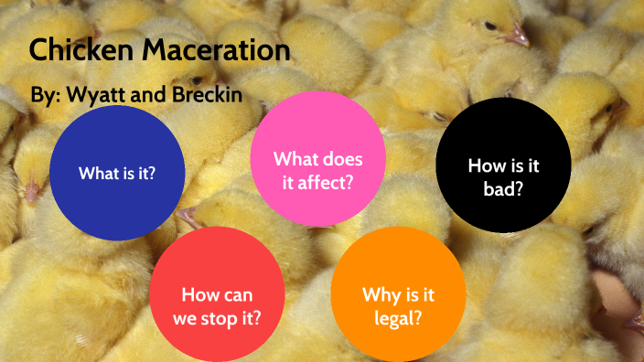 Chicken Maceration by Wyatt Rynes on Prezi