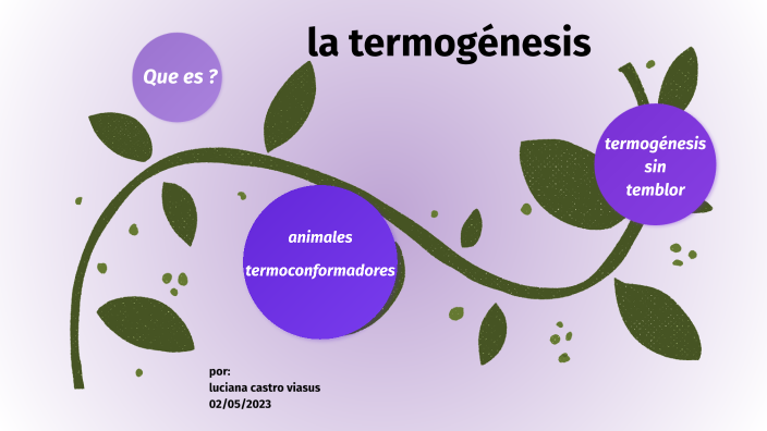 termogenesis by luciana viasus on Prezi