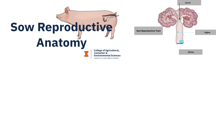Sow Reproductive Anatomy by Beth B on Prezi
