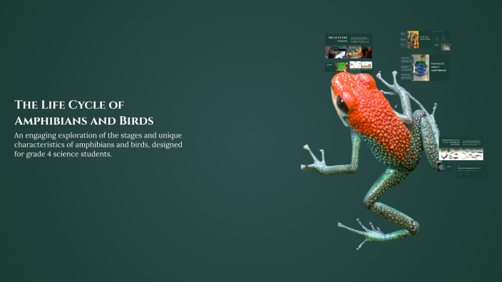 The Life Cycle of Amphibians and Birds by Kia Alinsog on Prezi