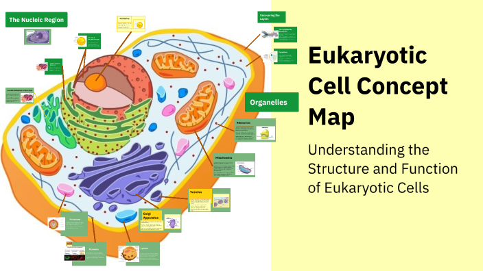 Eukaryotic Cell Concept Map by Drakko Harper on Prezi