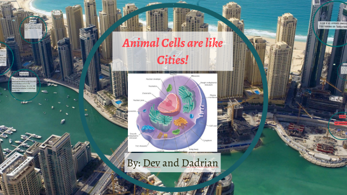 An Animal Cell is like a City! by Dadrian Moore