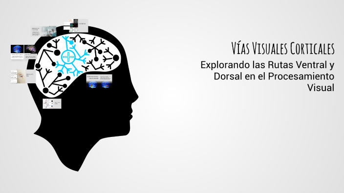 Vías Visuales Corticales by Ana Medina on Prezi
