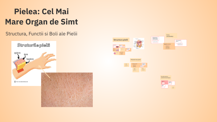 Pielea: Cel Mai Mare Organ de Simt by Babutan Vlad on Prezi