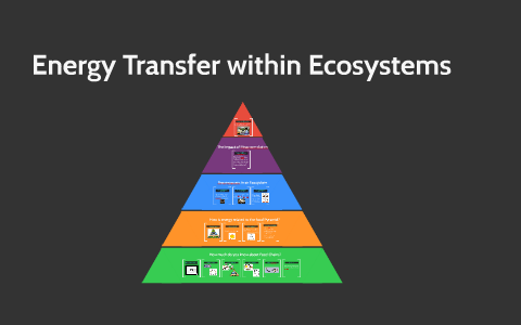 Energy Transfer within Ecosystems by on Prezi
