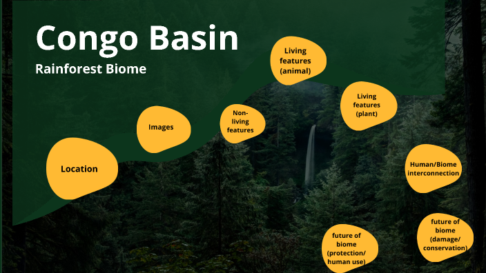 Congo Basin- Rainforest by chloe gray