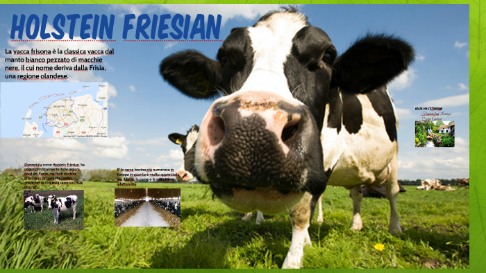 HOLSTEIN FRIESIAN by Gabriel Doldi on Prezi