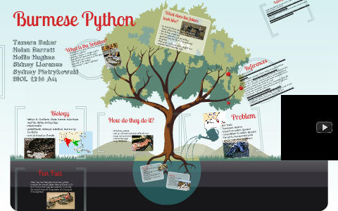 burmese python by Sydney Pietrykowski on Prezi