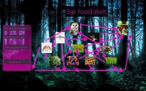 Bat Food Web by keyonta bland on Prezi