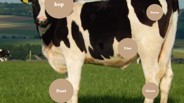 Koe by Axel Bekman on Prezi