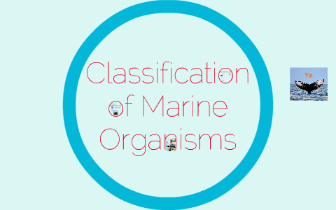 Classification of Marine Organisms by Sam F on Prezi