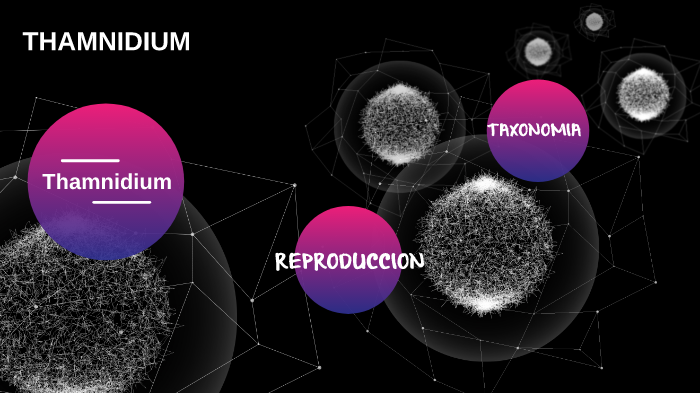 Thamnidium by Dylan TC on Prezi