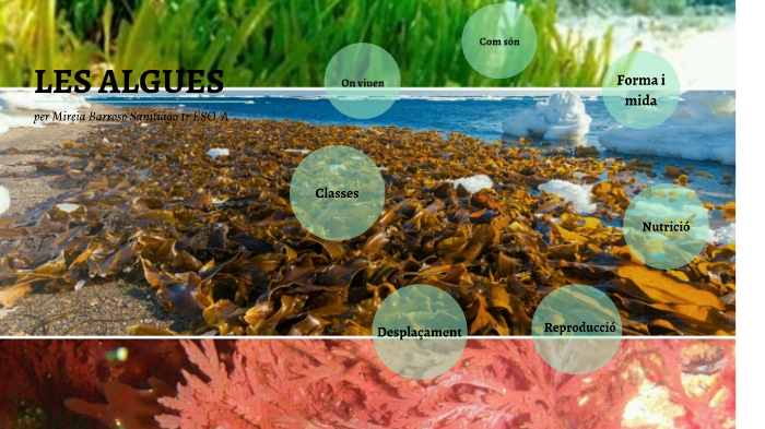 Les algues by mireia santiago on Prezi