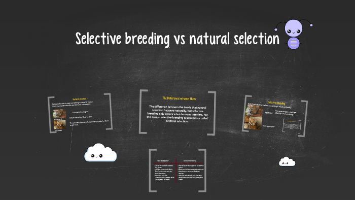 Selective breeding vs natural selection by vanshika lalwani on Prezi