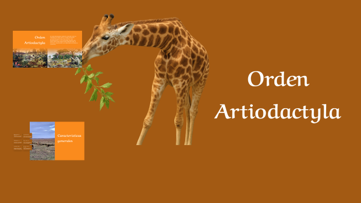 Orden Artiodactyla by ANA CLAUDIA MONTES CARRILLO on Prezi