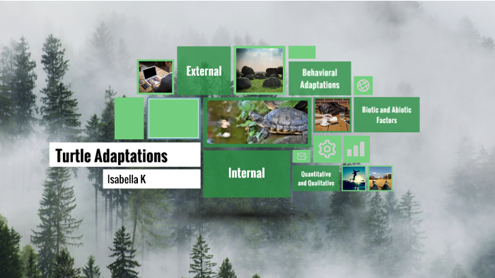 Turtle Adaptations by Isabella Kare
