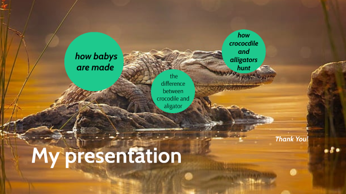 crocodile presentation by keith heykoop on Prezi