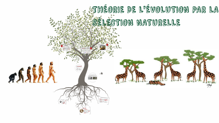Théorie de l évolution par la sélection naturelle by Elena Monzón Vega ...