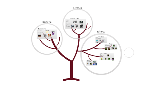 Alyssa Volpes Taxonomy Tree by Alyssa Volpe on Prezi