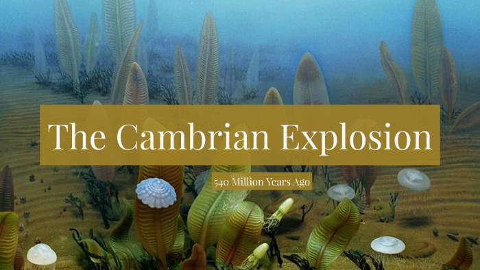 The Cambrian Explosion by Paul Ronevich on Prezi The Cambrian Explosion by Paul Ronevich on Prezi