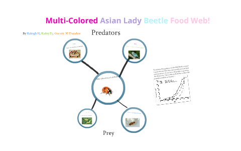 Food Web of Asian lady beetle by Kaleigh hendricks on Prezi