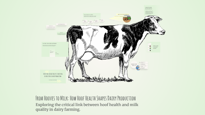 From Hooves to Milk: How Hoof Health Shapes Dairy Production by Reem ...
