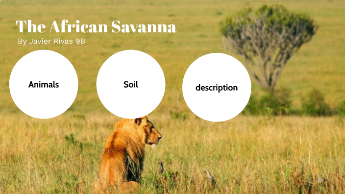 african Savanna by javier rivas on Prezi