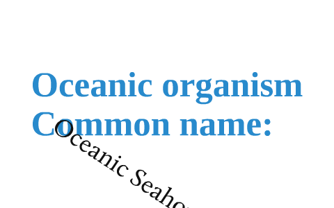 Marine Animal Bytes - Kyle Hovey: The Seahorse and Japanese Spider Crab ...