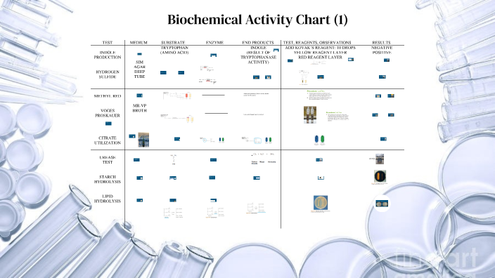 Biochemical Activity Chart by Brooke Chester on Prezi