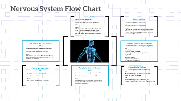 Nervous System Flow Chart by Julie Butts on Prezi