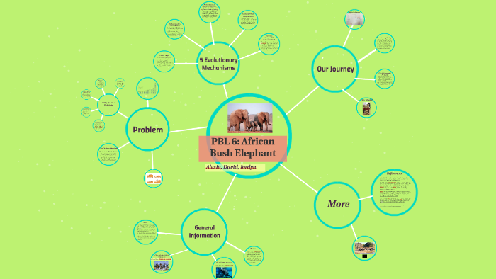 PBL 6: African Elephants by Alexia Iwamoto on Prezi