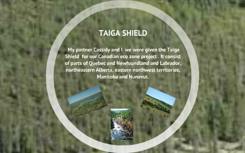 TAIGA SHIELD by Cassidy Blunt on Prezi