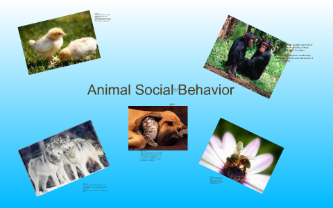 Animal Social Behavior by Ashley Shepherd on Prezi