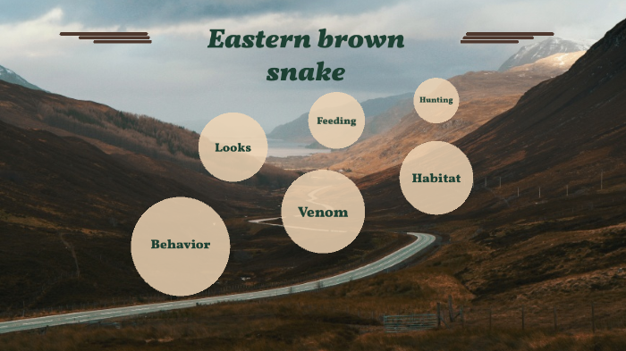 Eastern brown snake by Freya Mortensen on Prezi